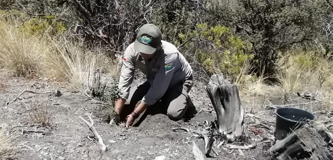 CONAF - Accion Andina